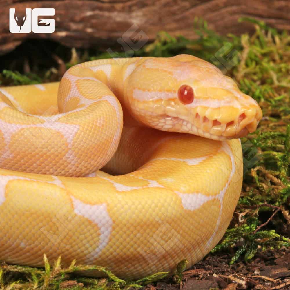 Baby Female Albino Spider Ball Python - Underground Reptiles