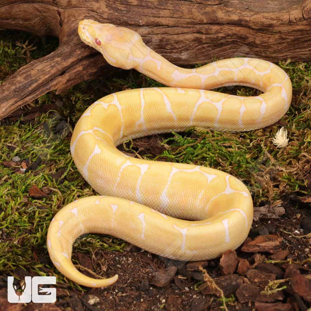 Baby Female Albino Spider Ball Python - Underground Reptiles