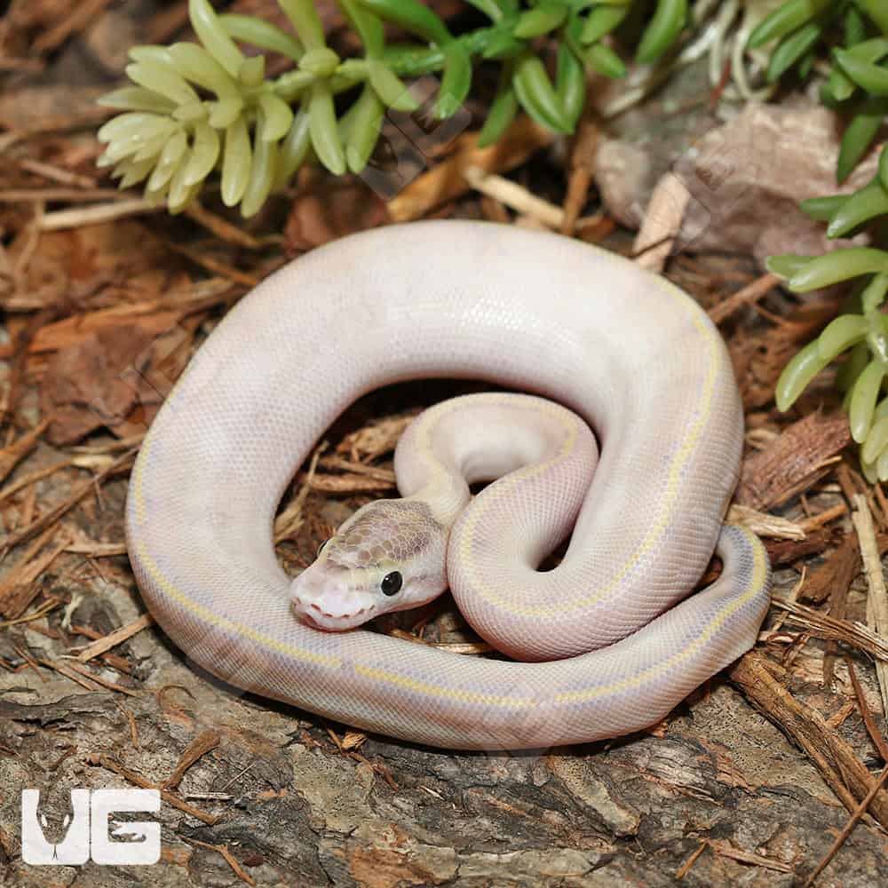 Baby Puma Ball Python - Underground Reptiles