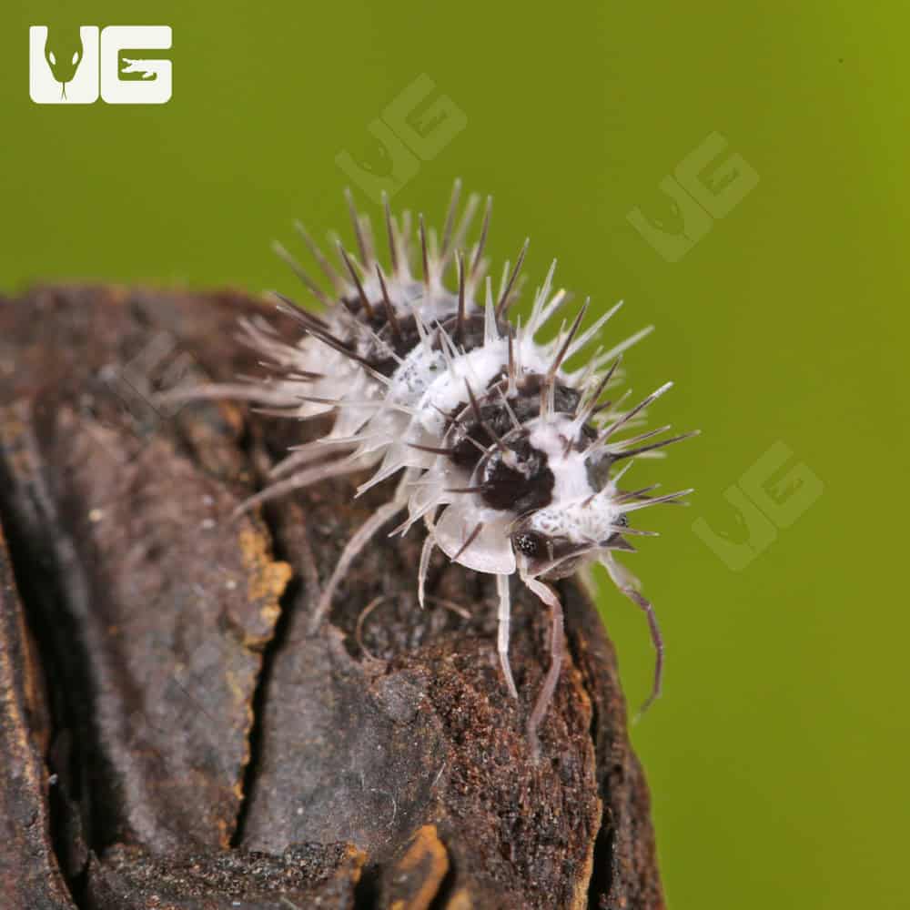 Spiky White Skull Isopods - Underground Reptiles