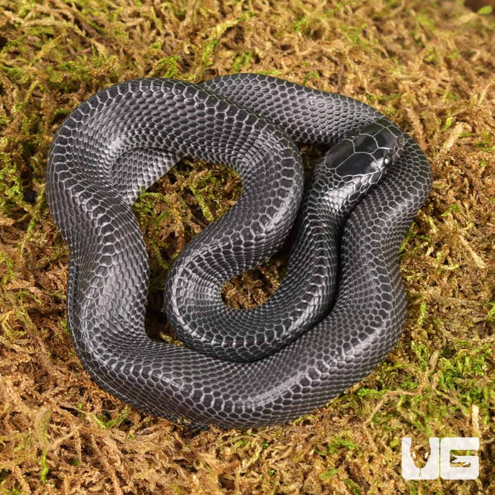 Baby West African File Snake - Underground Reptiles
