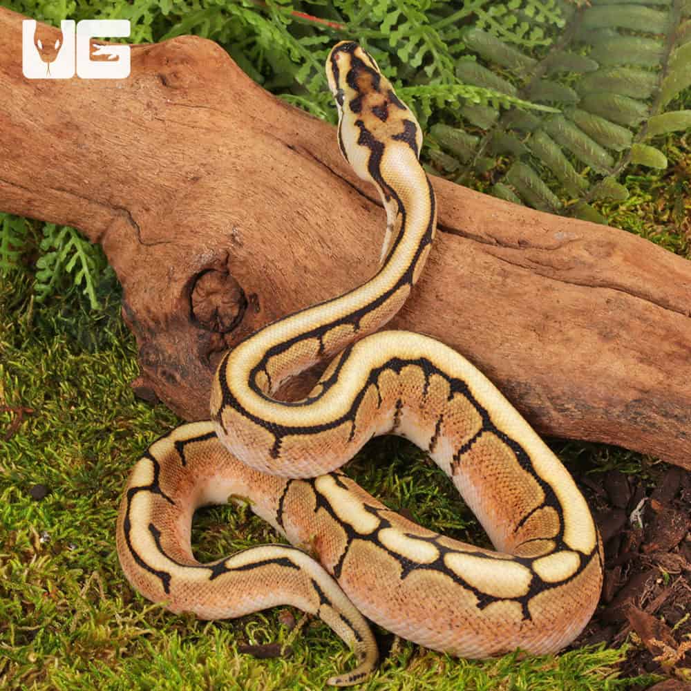 Baby Male Butter Spider Ball Python - Underground Reptiles