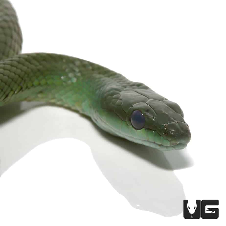 Suriname Green Racer Snake - Underground Reptiles