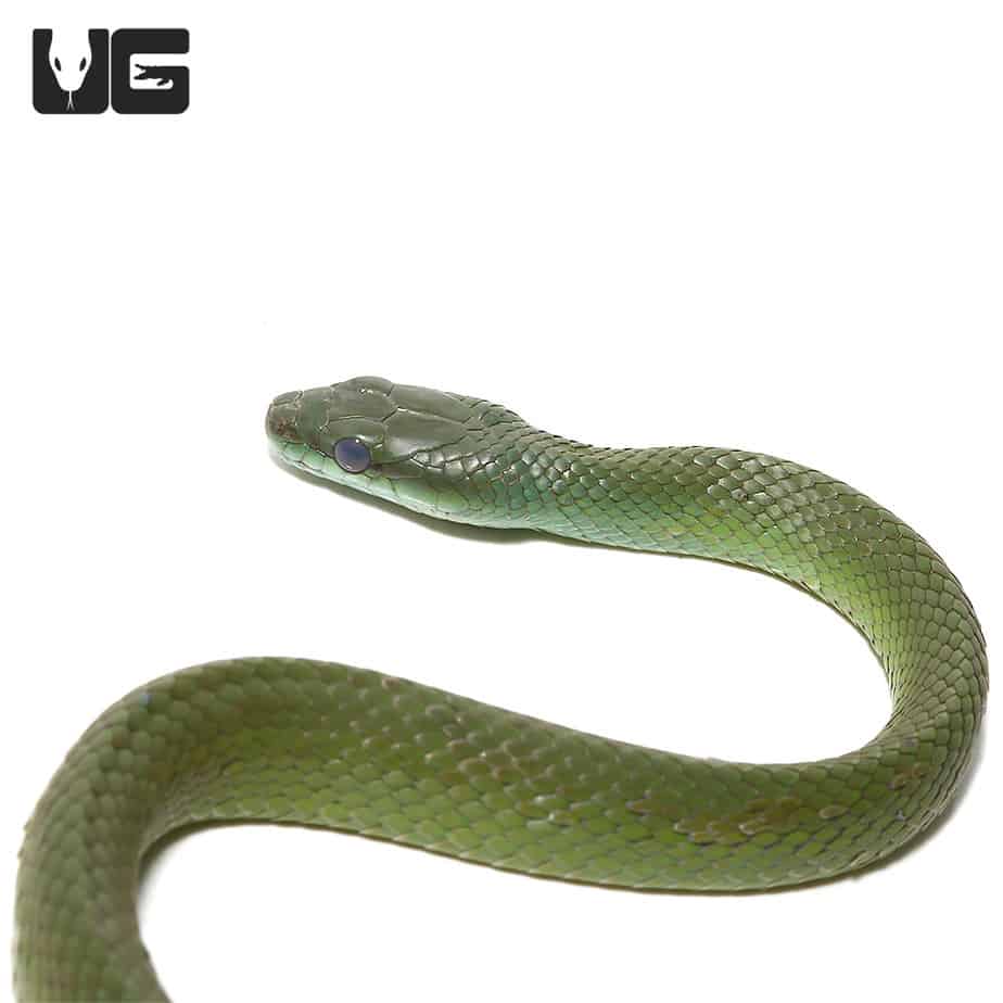 Suriname Green Racer Snake - Underground Reptiles