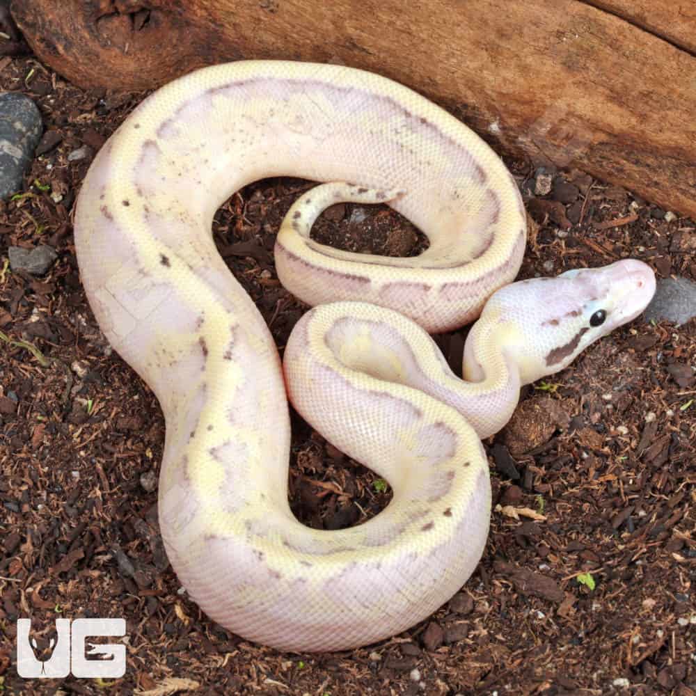 Baby Pastel Super Spark Ball Python - Underground Reptiles