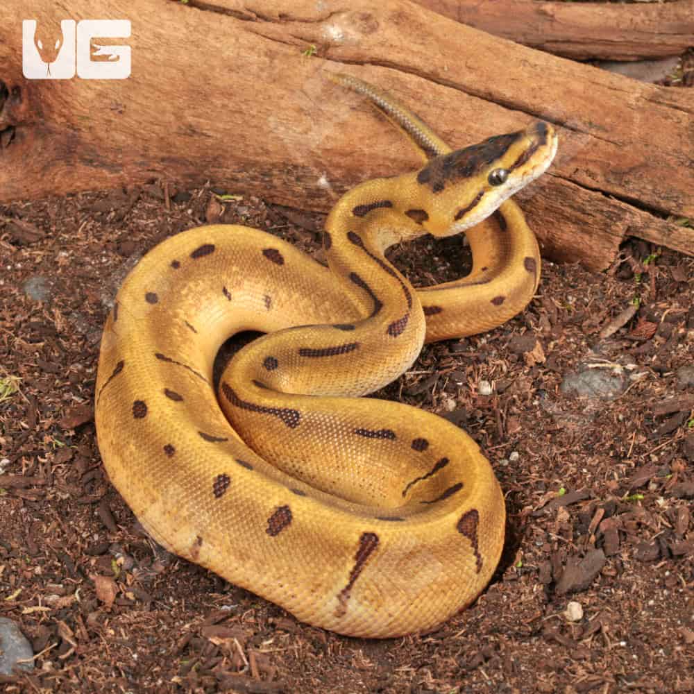 Baby Male Super Enchi Spider Ball Python - Underground Reptiles