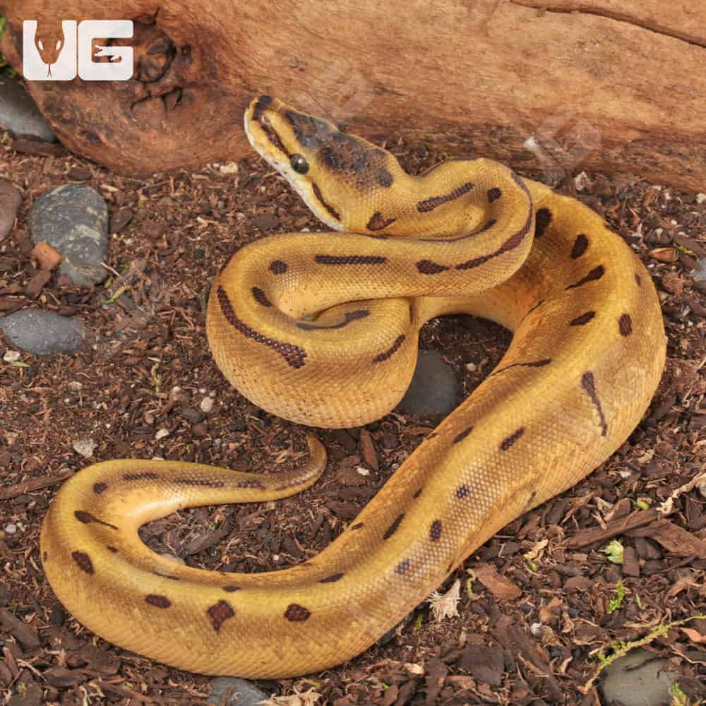 Baby Male Super Enchi Spider Ball Python - Underground Reptiles