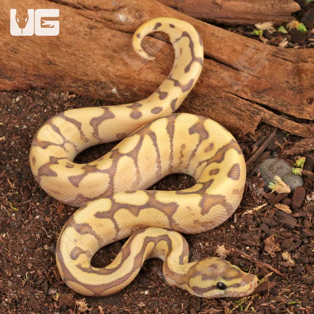 Baby Male Ghost Fire Spider Ball Python - Underground Reptiles