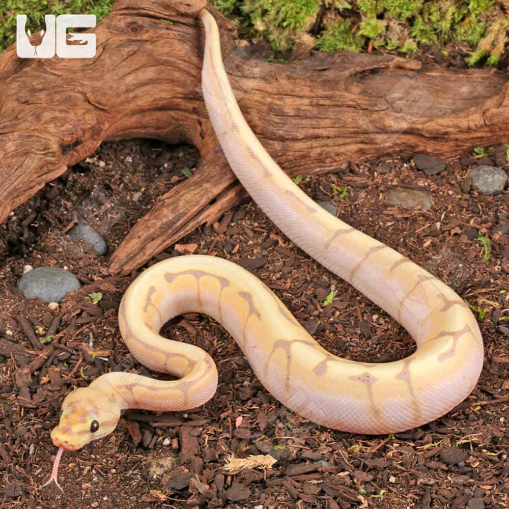 Baby Banana Spider Ball Python - Underground Reptiles
