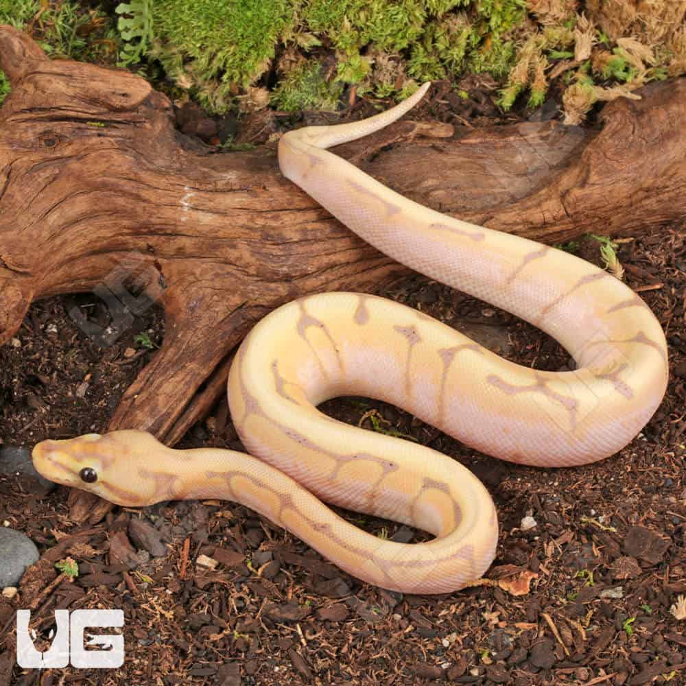Baby Banana Spider Ball Python - Underground Reptiles