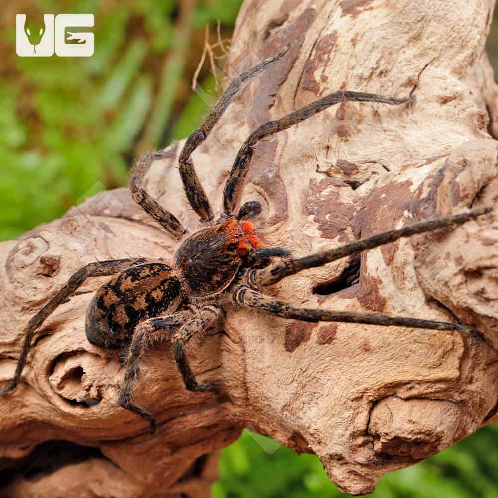 Red Fang Wandering Spider - Underground Reptiles