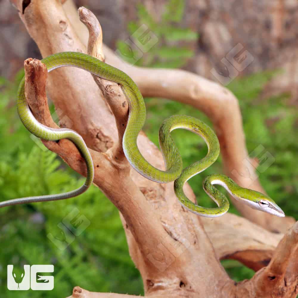 Baby Malaysian Vine Snake - Underground Reptiles