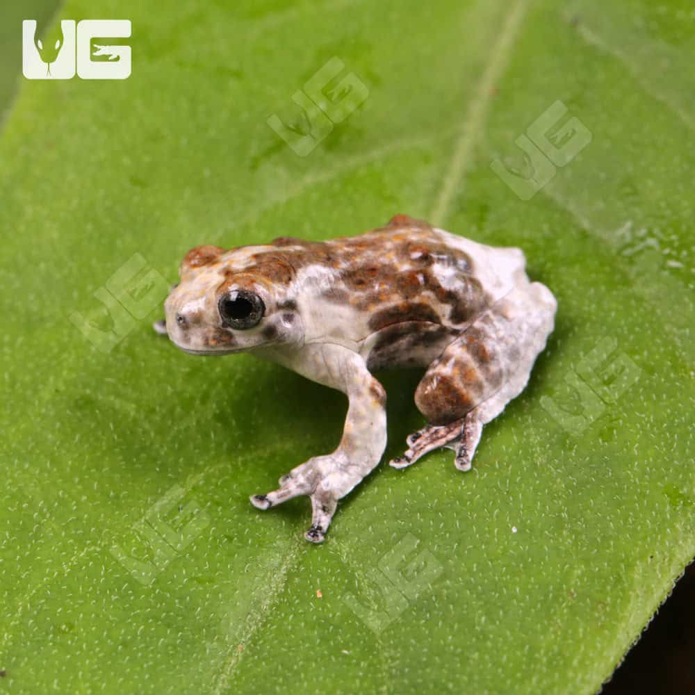 C.B. Baby Bird Poop Tree Frog - Underground Reptiles