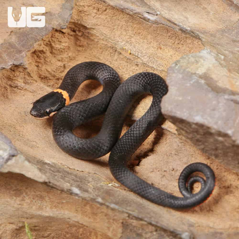 Baby Ringneck Snake - Underground Reptiles