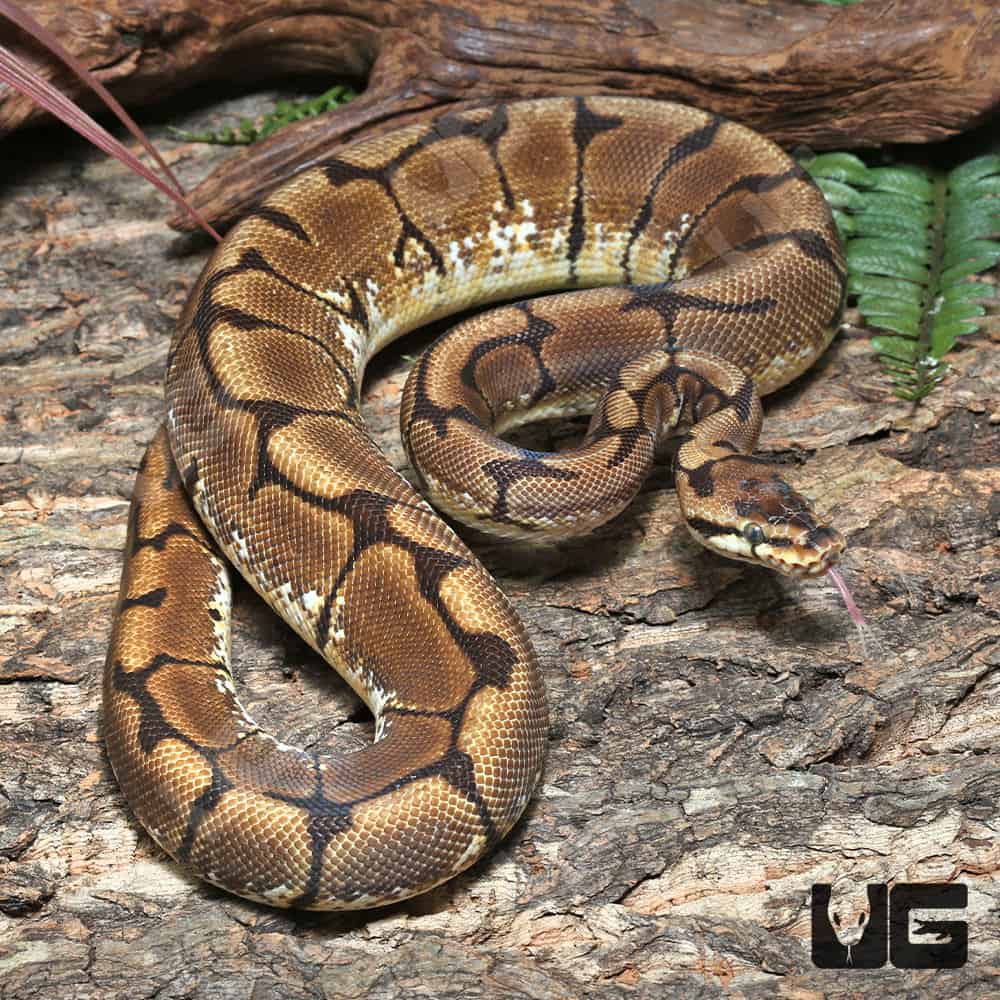 Baby Spider Het Clown Ball Python - Underground Reptiles