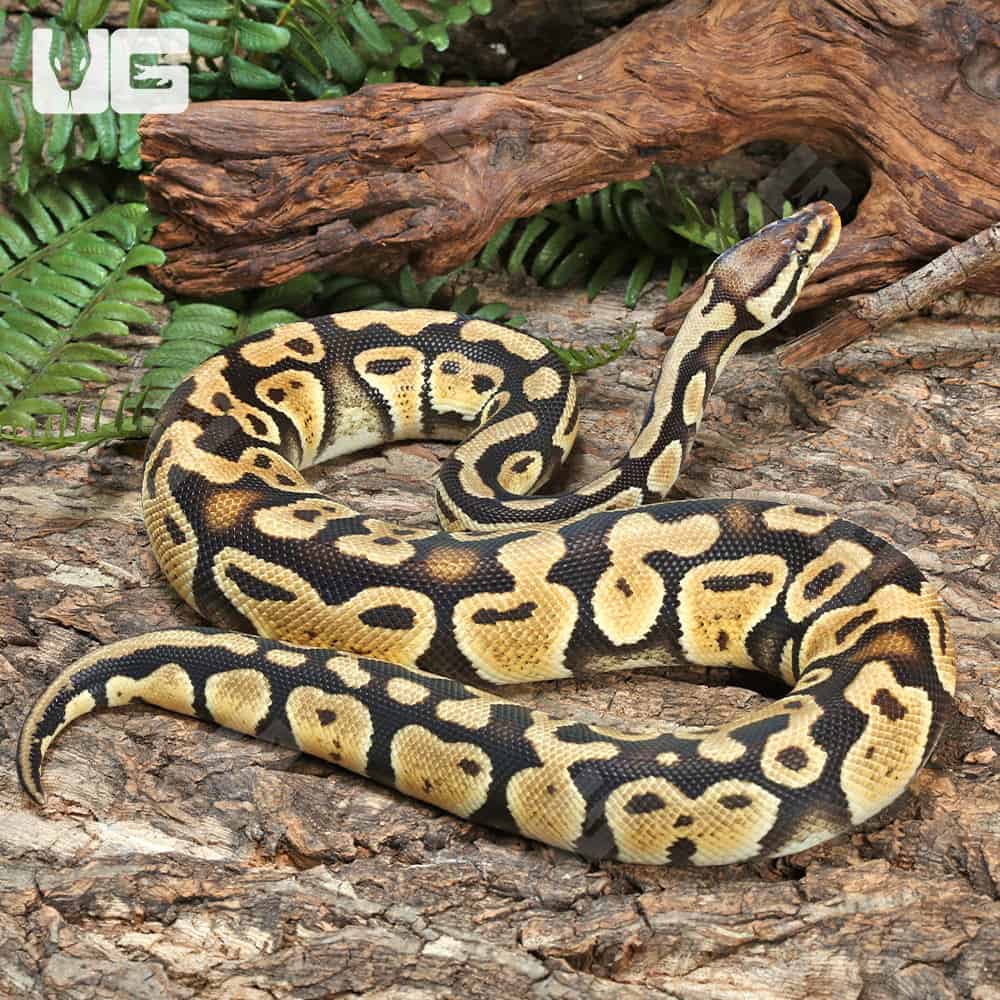 Adult Female Orange Dream Ball Python - Underground Reptiles