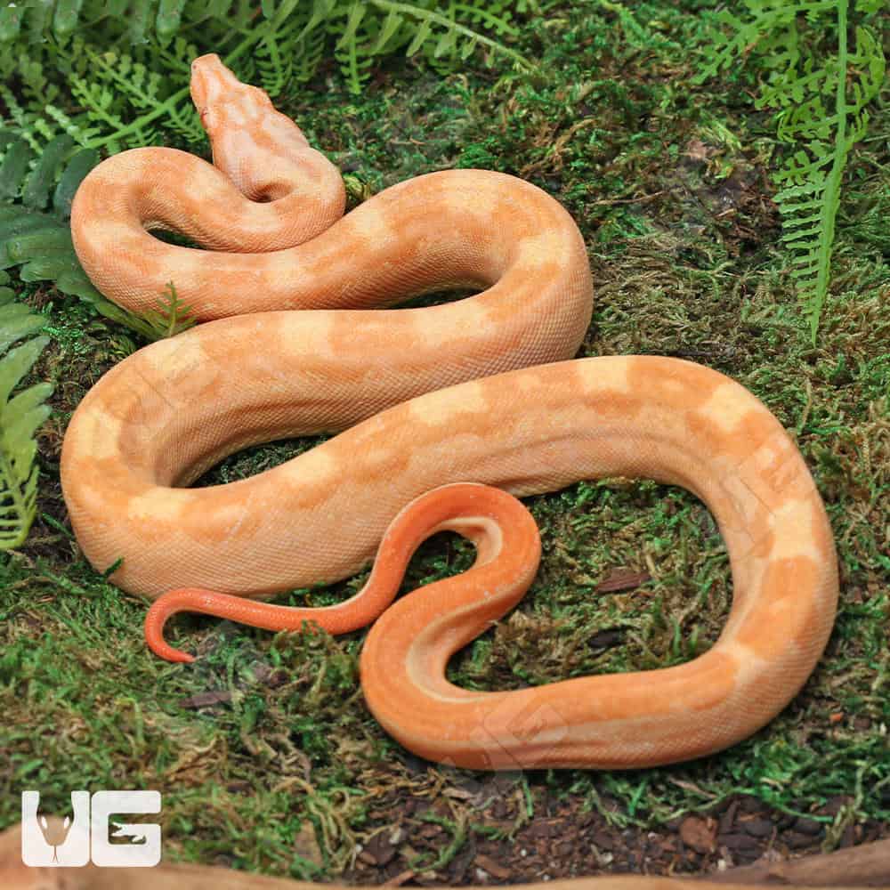 Male Aztec Motley Sharp Albino (Blue Line) Boa #B1 - Underground Reptiles