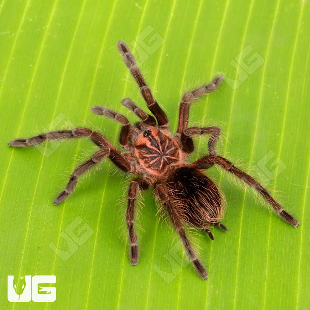 Ecuadorian Red Bloom Birdeater Tarantula (2'') - Underground Reptiles
