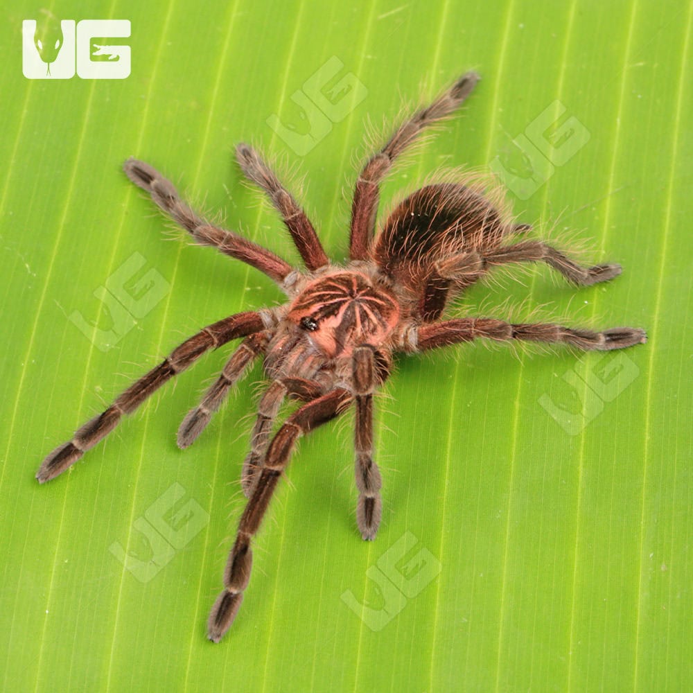 Ecuadorian Red Bloom Birdeater Tarantula (2'') - Underground Reptiles