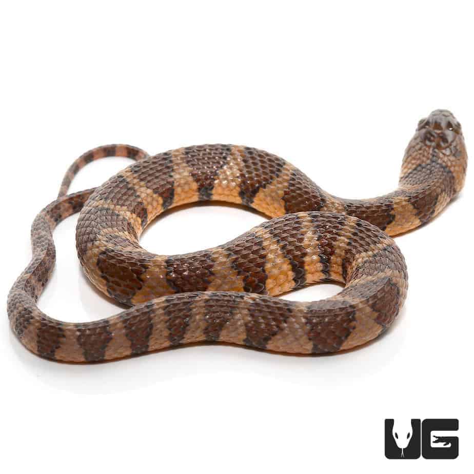 Baby Suriname Brown Banded Water Snake - Underground Reptiles