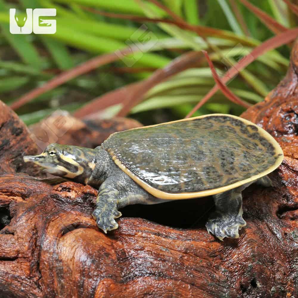 Yearling Florida Softshell Turtle - Underground Reptiles