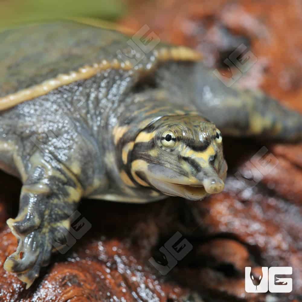 Yearling Florida Softshell Turtle - Underground Reptiles