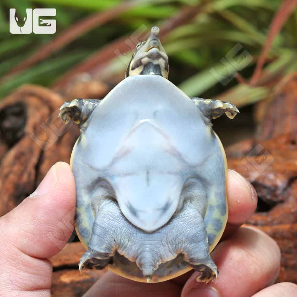 Yearling Florida Softshell Turtle - Underground Reptiles