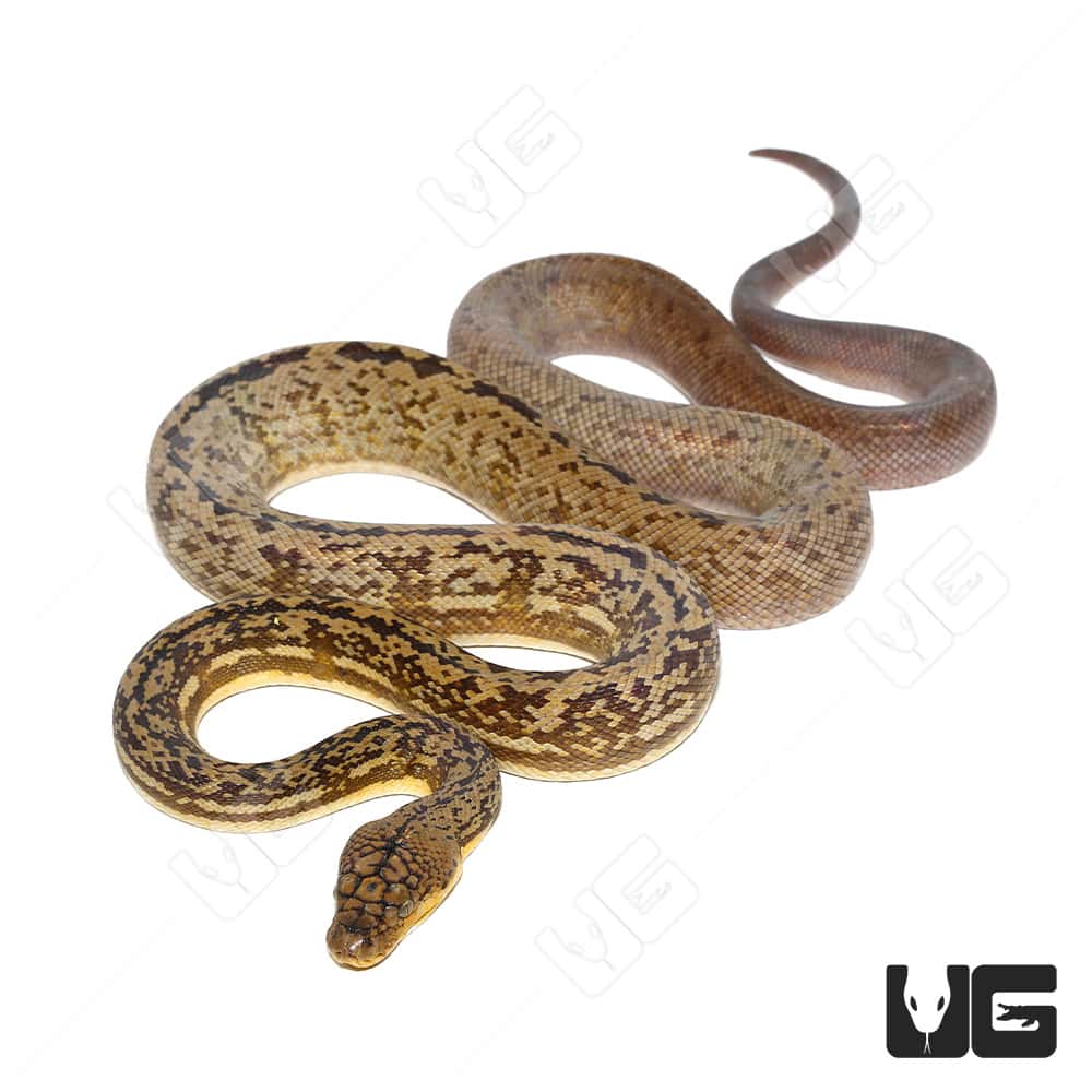 Male Timor Python - Underground Reptiles
