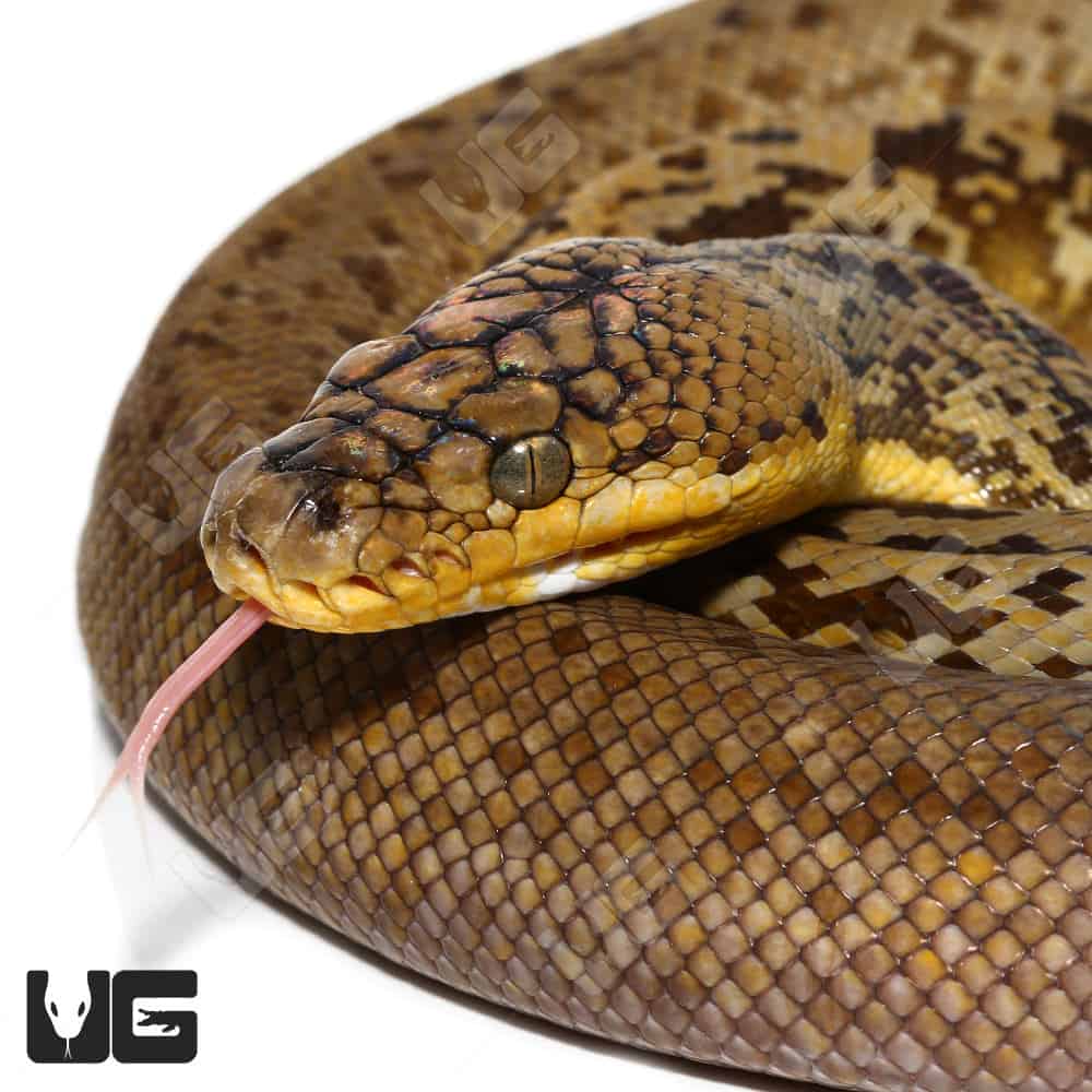 Male Timor Python - Underground Reptiles