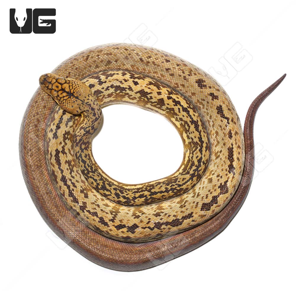 Male Timor Python - Underground Reptiles