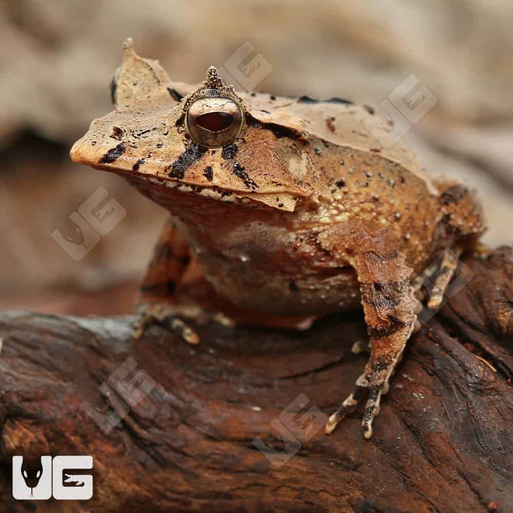 Mossy Oak Solomon Island Eyelash Frog - Underground Reptiles