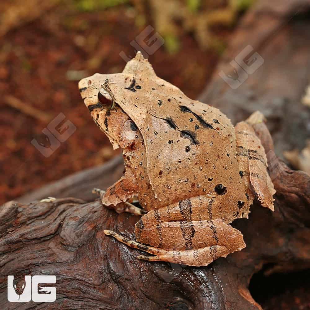 Mossy Oak Solomon Island Eyelash Frog - Underground Reptiles