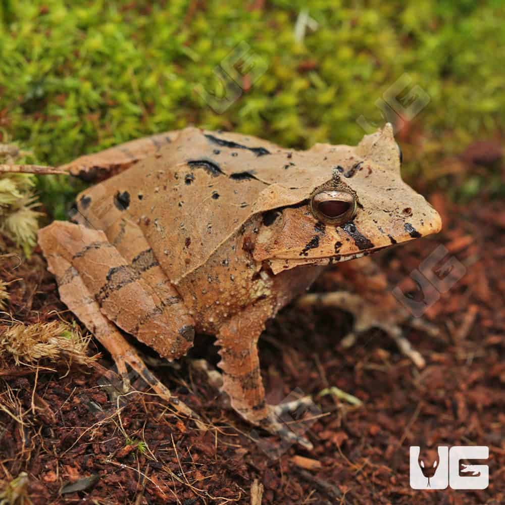Mossy Oak Solomon Island Eyelash Frog - Underground Reptiles