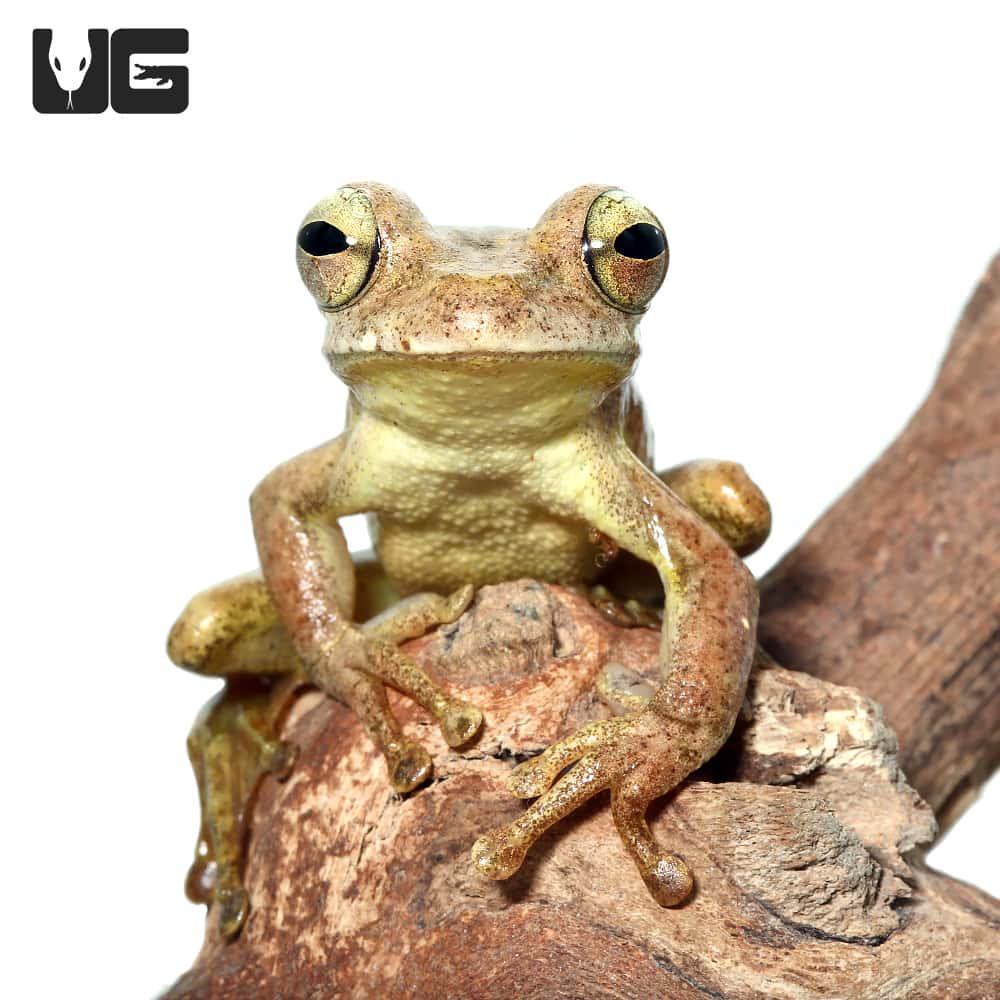 Treasury Island Tree Frog - Underground Reptiles