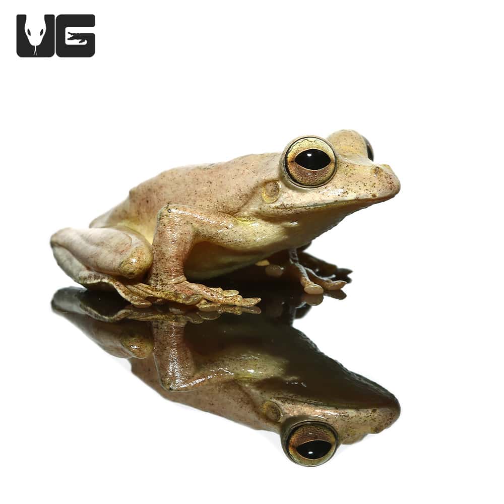 Treasury Island Tree Frog - Underground Reptiles