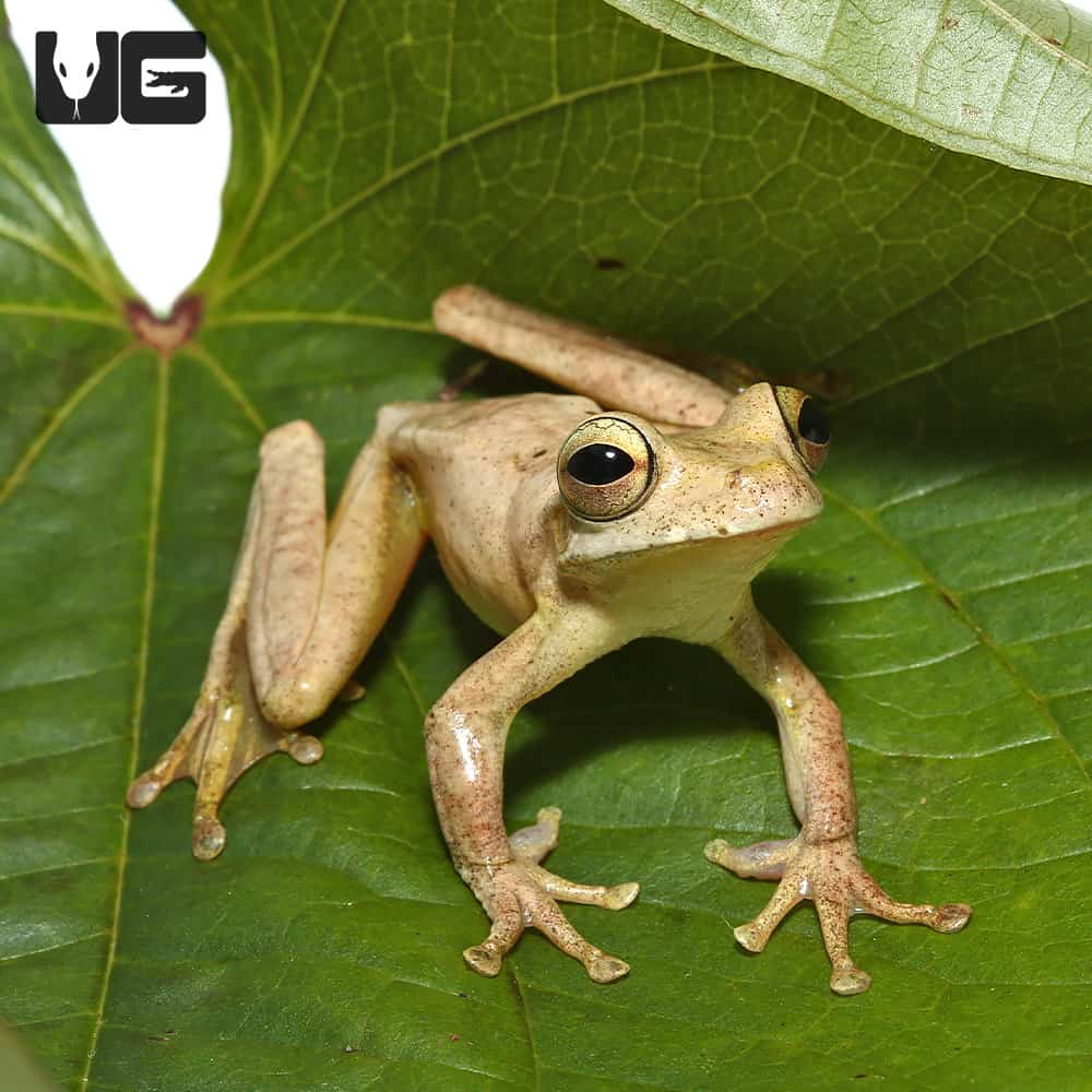Treasury Island Tree Frog - Underground Reptiles