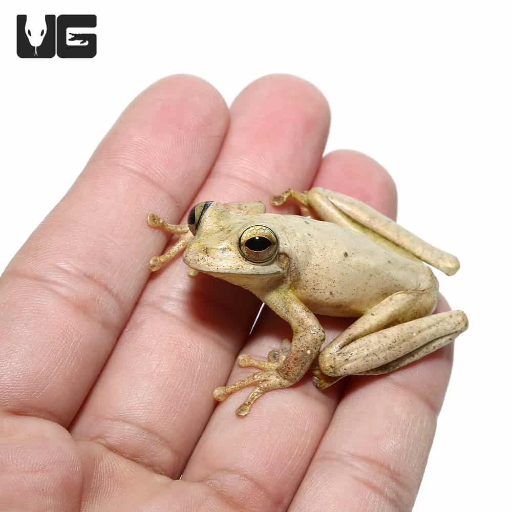 Treasury Island Tree Frog - Underground Reptiles