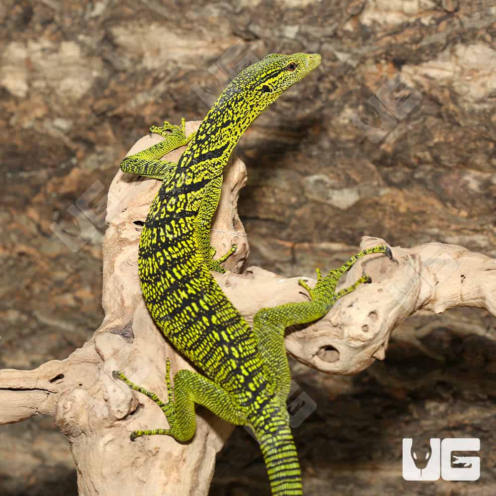Female Yellow Tree Monitor - Underground Reptiles