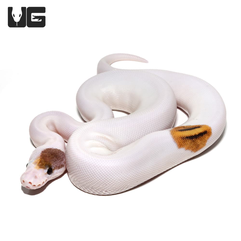 Baby Female Pied Ball Python #3 - Underground Reptiles