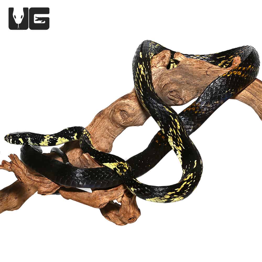 Suriname Tiger Ratsnake - Underground Reptiles