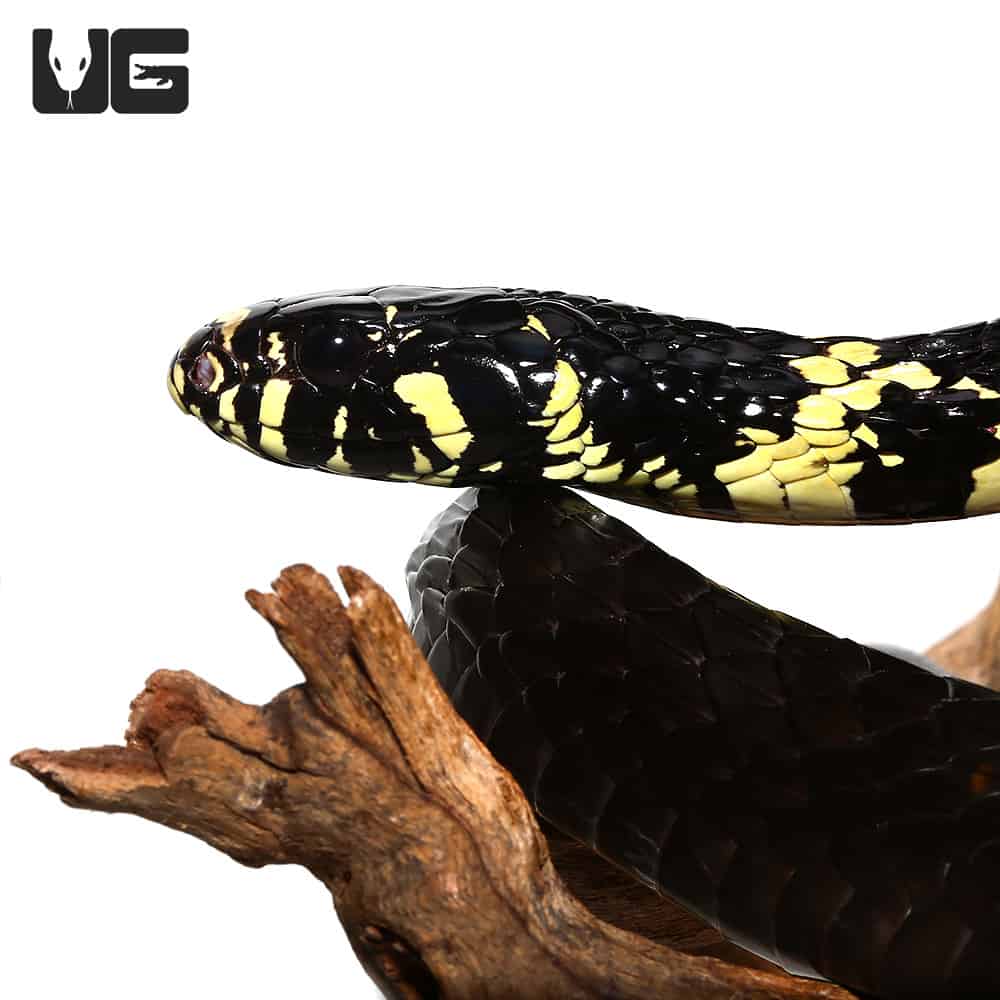 Suriname Tiger Ratsnake - Underground Reptiles