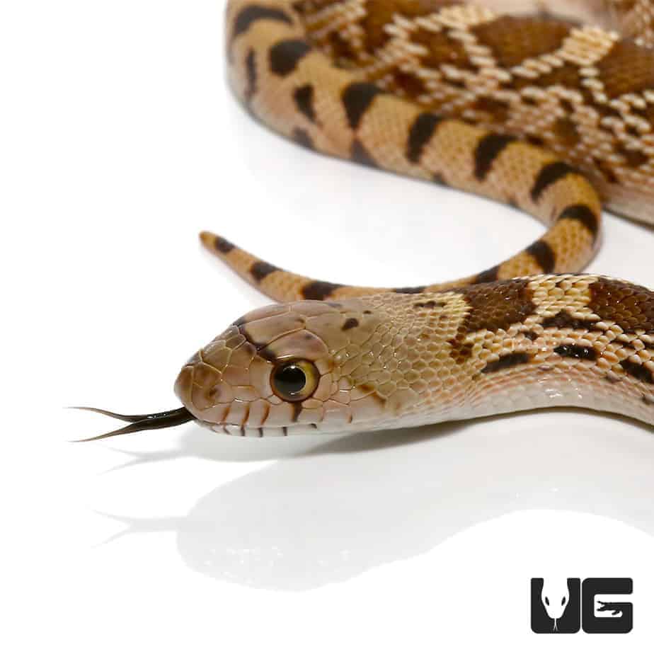 Baby Gopher Snake - Underground Reptiles