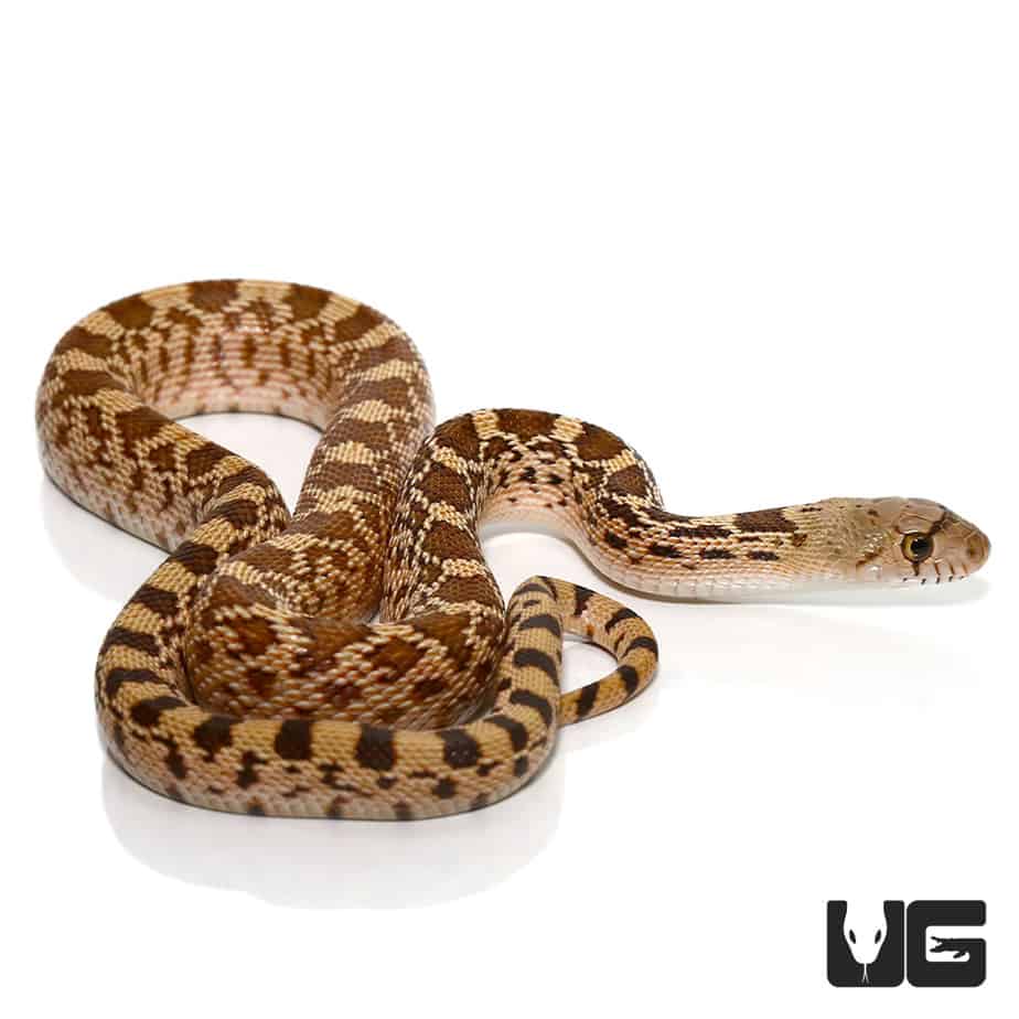 Baby Gopher Snake - Underground Reptiles