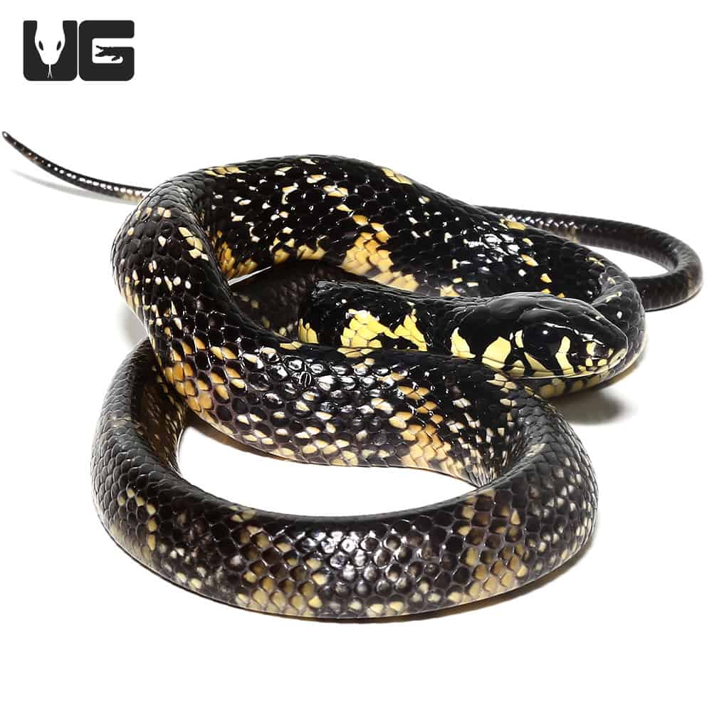 Hatchling Suriname Tiger Ratsnake - Underground Reptiles