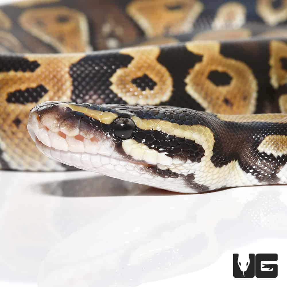 Male Baby Mystic Ball Python - Underground Reptiles