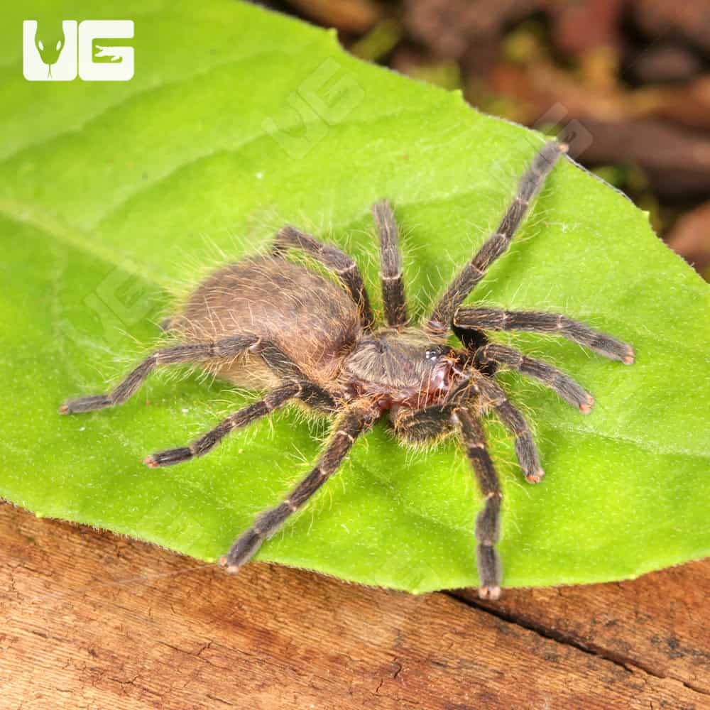 Dominican Purple Birdeater Tarantula (.5 - .75'') - Underground Reptiles