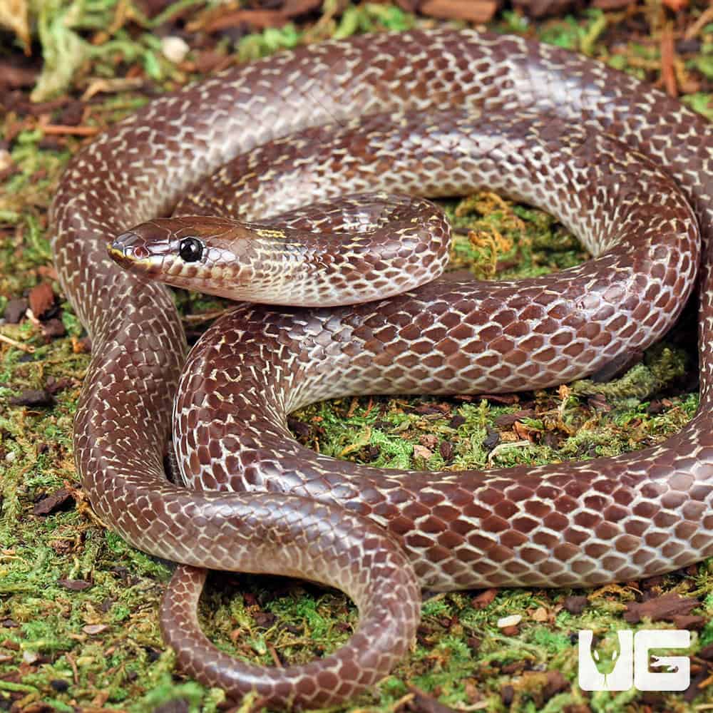 Asian Wolf Snake - Underground Reptiles