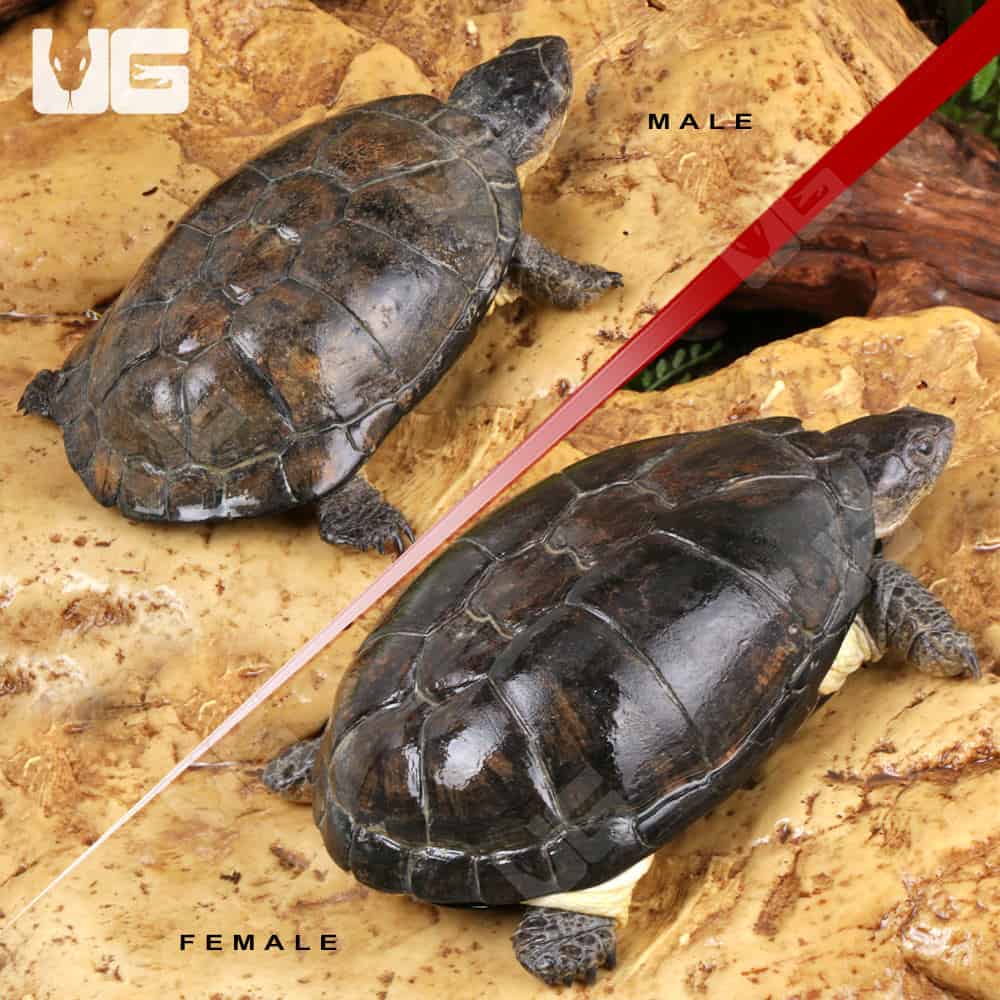 African Dwarf Mud Turtle - Underground Reptiles