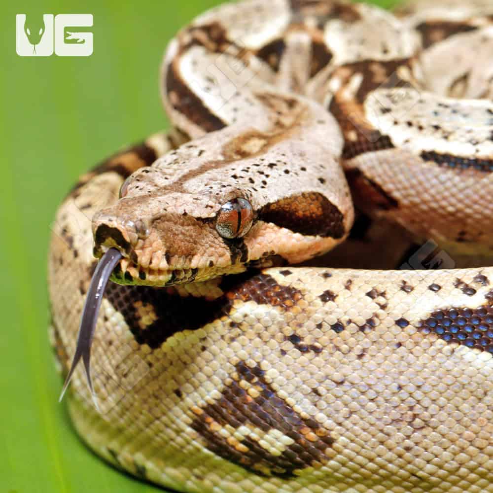 Female Double Het Sharp Albino Leopard Boa - Underground Reptiles