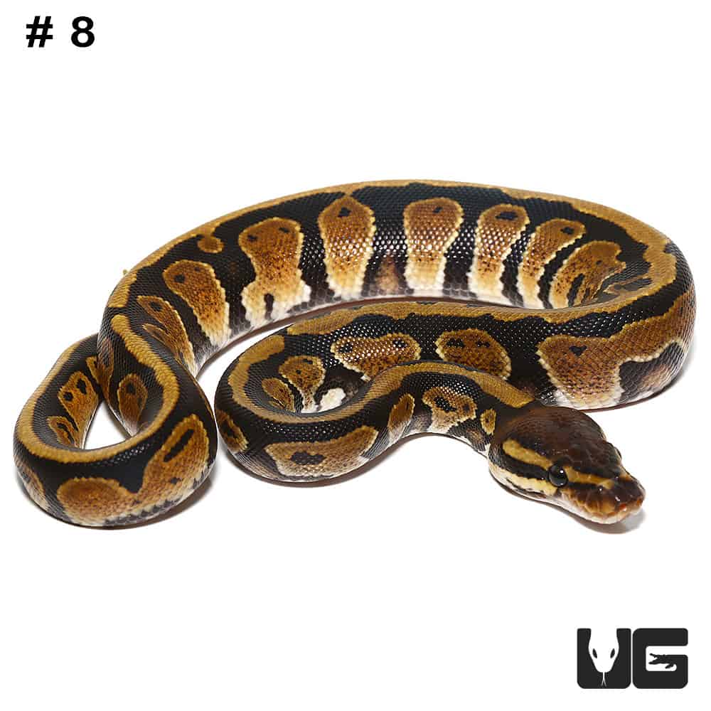Baby Dinker Ball Pythons - Underground Reptiles